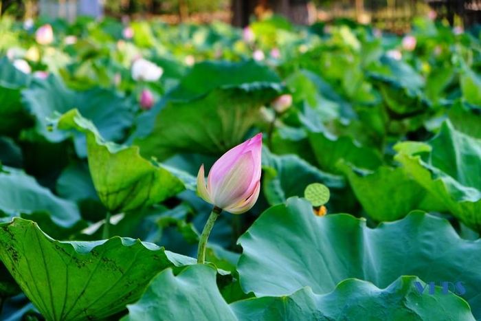 Ngát hương sen ngày hạ - Báo Thanh Hóa