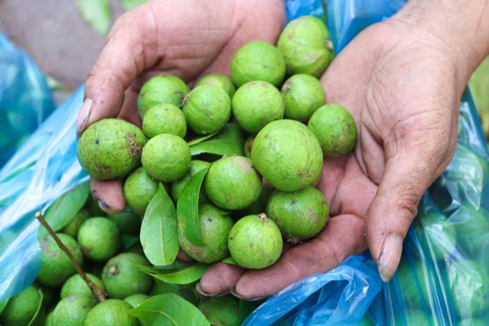 Những cuộc mưu sinh trên cành sấu ngày hè - Báo Đại Đoàn Kết