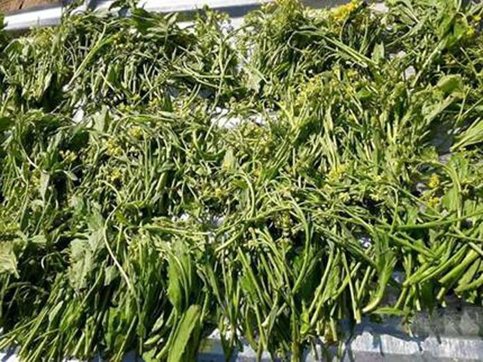 Gò pạ gò ché - món ăn độc đáo của người Hà Nhì - Báo Điện Biên Phủ