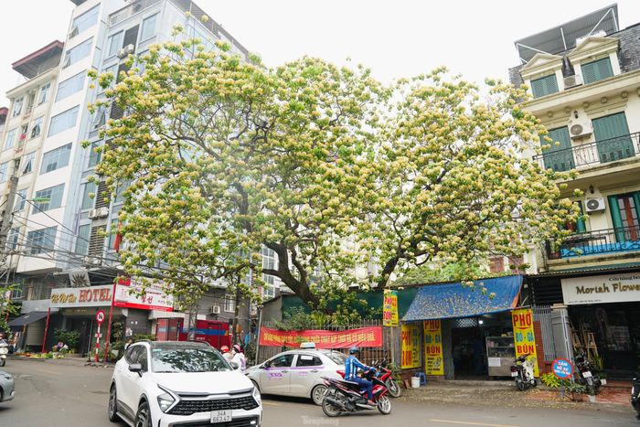 Ngắm hoa bún, 'độc nhất vô nhị ' 300 năm tuổi giữa lòng Thủ đô - Báo ...