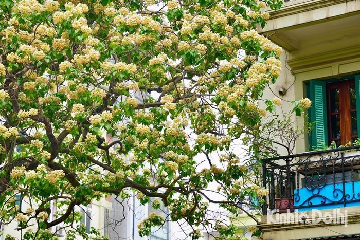 Chiêm ngưỡng 'báu vật' của làng Đình Thôn bung hoa khoe sắc - Báo Kinh ...