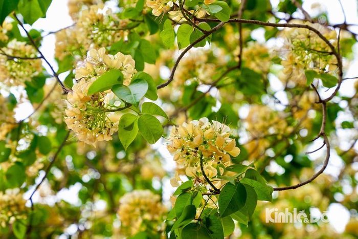 Chiêm ngưỡng 'báu vật' của làng Đình Thôn bung hoa khoe sắc - Báo Kinh ...