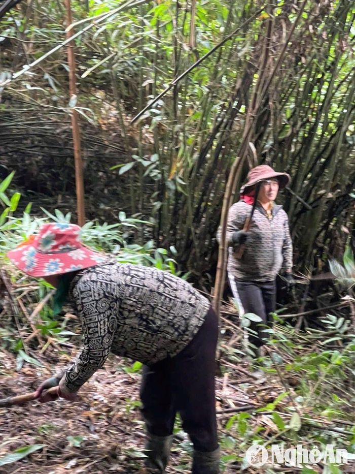 Việc trồng dược liệu của Tập đoàn Y dược sâm Ngọc Linh tác động tiêu ...