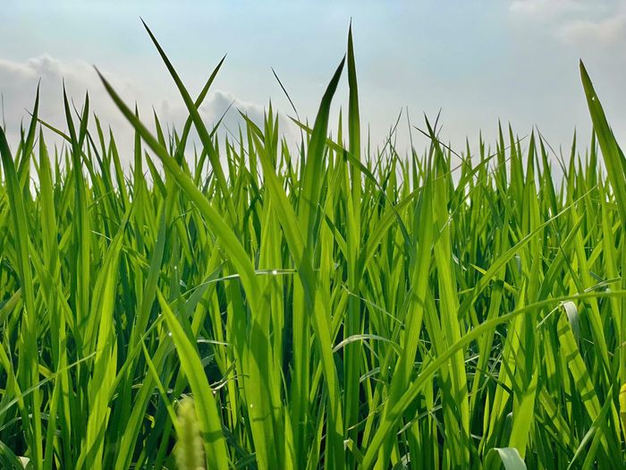 Lúa đương thì con gái - khoảng xanh giữa nhịp đô thị hóa - Báo Thanh Hóa