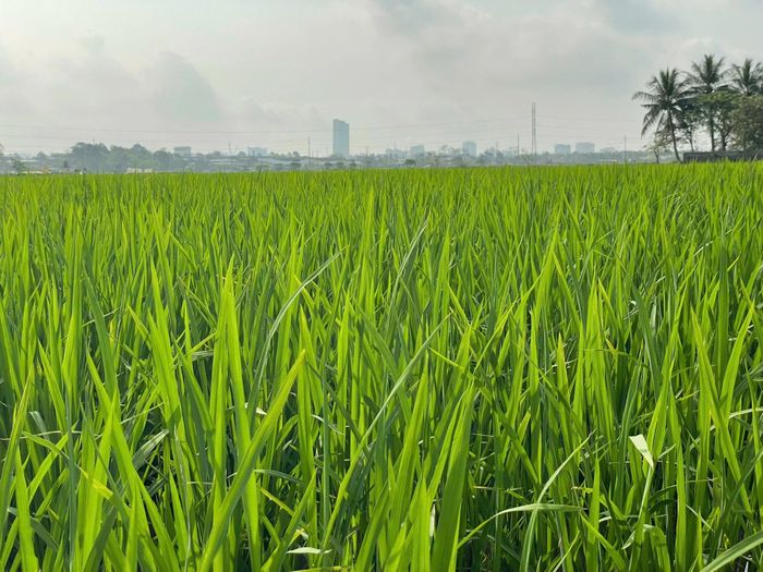 Lúa đương thì con gái - khoảng xanh giữa nhịp đô thị hóa - Báo Thanh Hóa