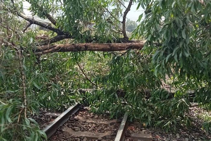Cây đổ 'vắt' ngang đường ray, nhân viên gác chắn kịp thời cứu đoàn tàu ...