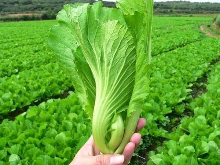 Loại rau được người Nhật đặc biệt yêu thích, ở Việt Nam bán đầy chợ với ...