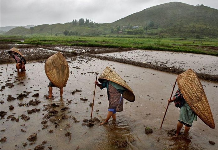 Ngôi làng nhiều mưa nhất thế giới, dân phủ cỏ mái nhà để giảm tiếng ồn ...