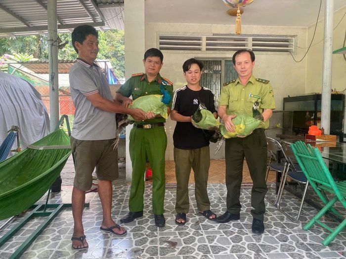 Nhiều người giao nộp chim công sau vụ một hộ nuôi loài chim này bị khởi ...