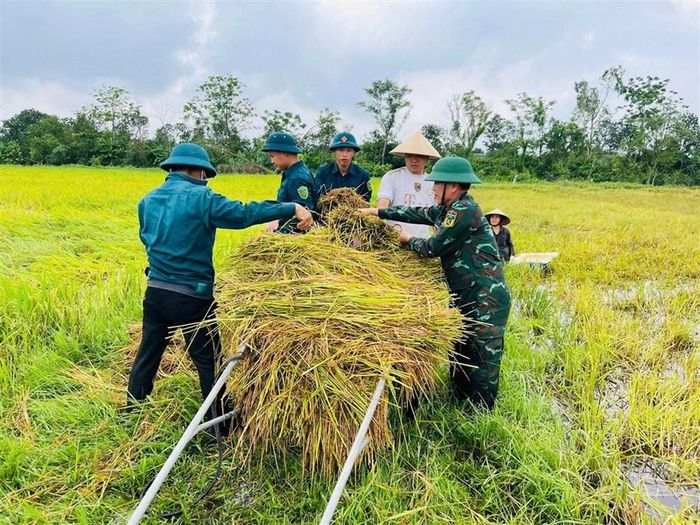 Tình quân dân 'gieo' giữa mùa gặt - Báo Văn hóa