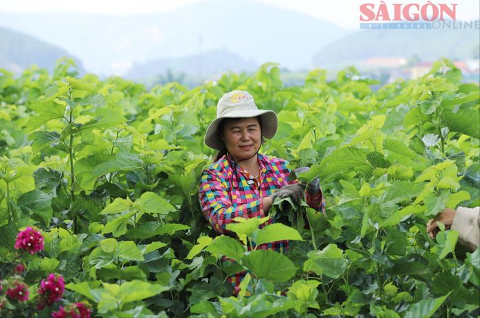 Khám phá nghề trồng dâu, ươm tơ vùng đất Nam Ban Lâm Hà - Báo Sài Gòn ...