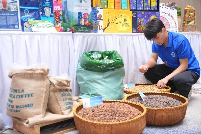 Sơn La quyết tâm đưa cà phê Arabica chinh phục thị trường toàn cầu ...